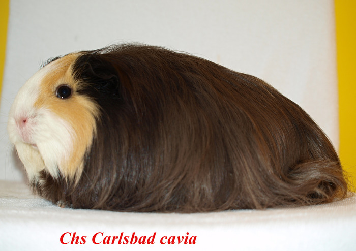 Pipina KV Mirakulum Cavia :: kvmiraculumcavia